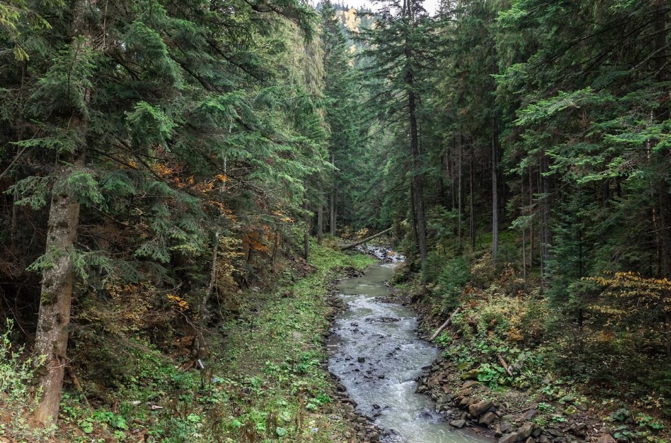 Things to Do in Cook Forest: Discover Hidden Gems